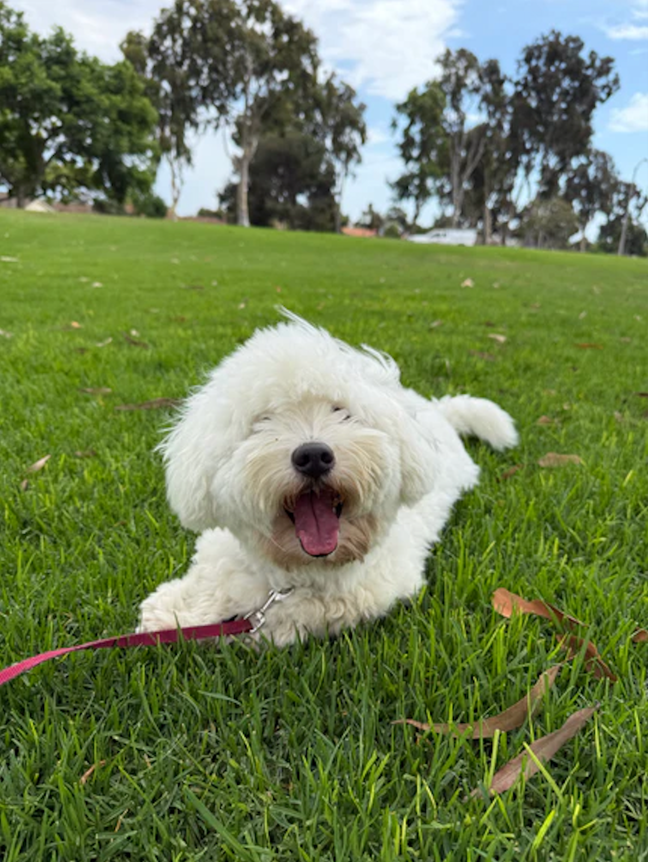 The Woofy - Dog Nutrition